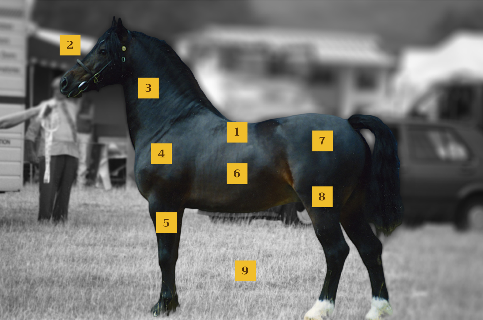 Welsh Cob Standard | MHS Welsh Cob Ranch